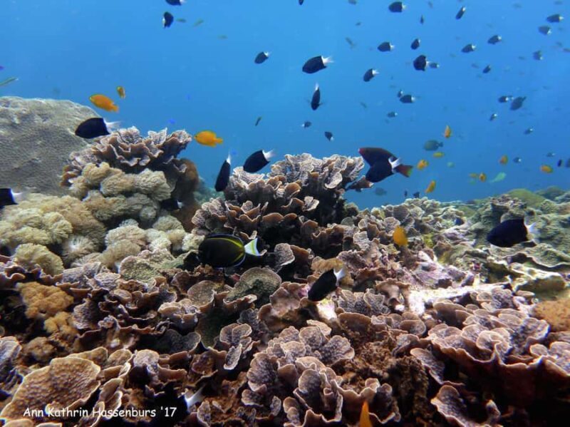 From Bali: Nusa Penida Snorkeling & Island Tour Special Trip - What to Expect at Each Stop