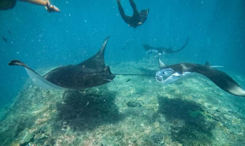 From Bali: Snorkeling at Manta Point Nusa Penida & Land Tour - Who Will Love This Tour?