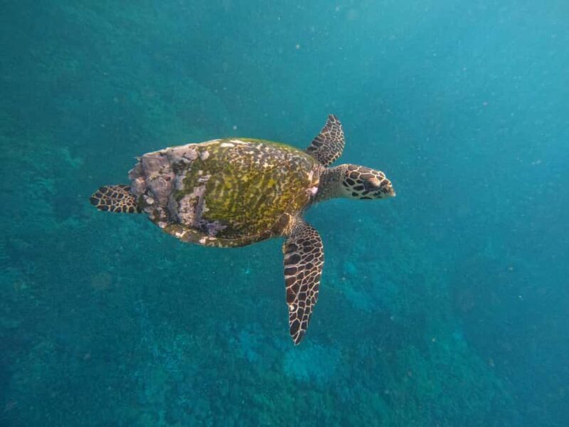 From Bali to Nusa Penida and Snorkel with Manta Ray + Lunch - Analyzing the Value