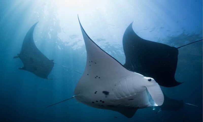 From Bali: West Nusa Penida & Snorkeling Small Group Tour - FAQ