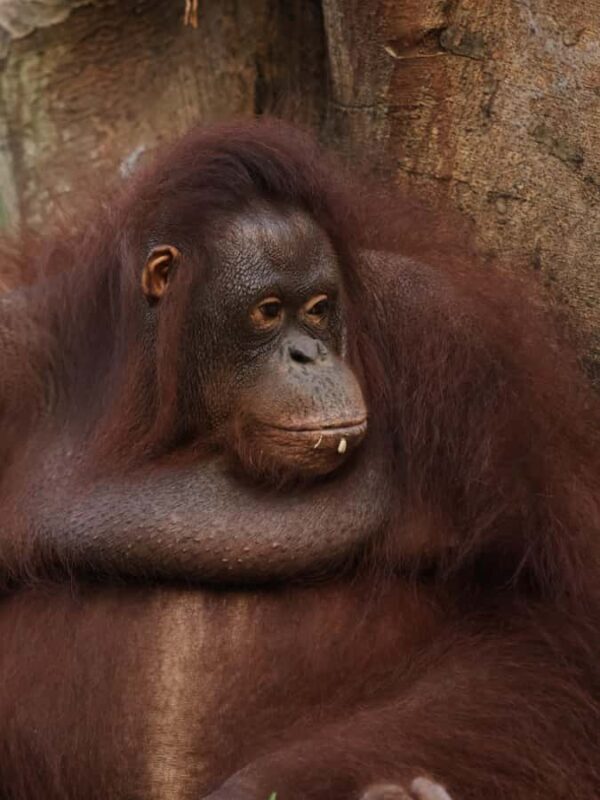 From Bali: Zoo Breakfast with Orangutans & Elephant Bath - Key Points