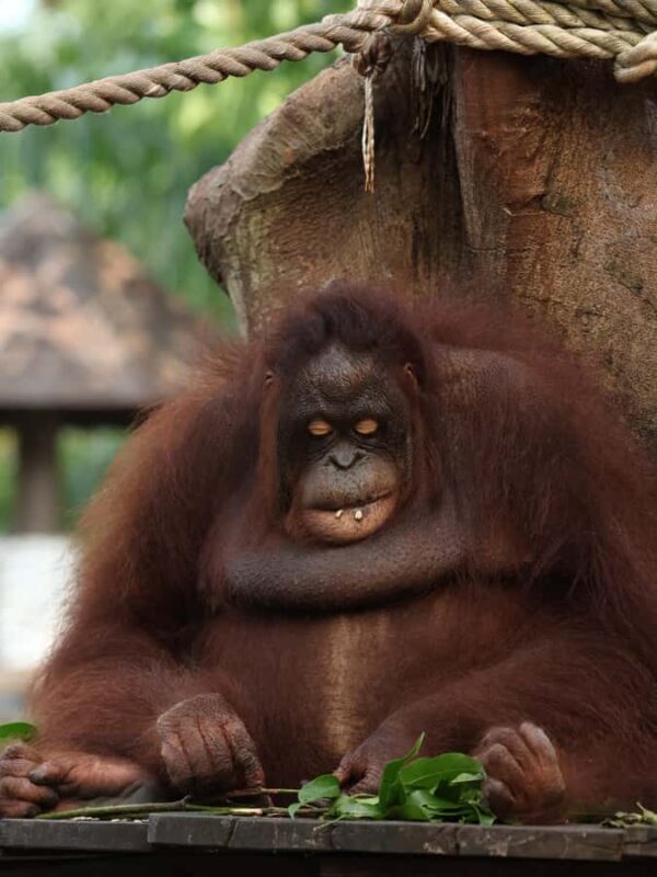 From Bali: Zoo Breakfast with Orangutans & Elephant Bath - Optional Elephant Mud Care: Fun and Educational