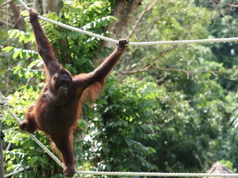 From Bali: Zoo Breakfast with Orangutans & Elephant Bath - What the Reviews Say