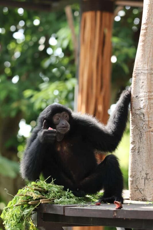 From Bali: Zoo Breakfast with Orangutans & Elephant Bath - Who Will Love This Tour?