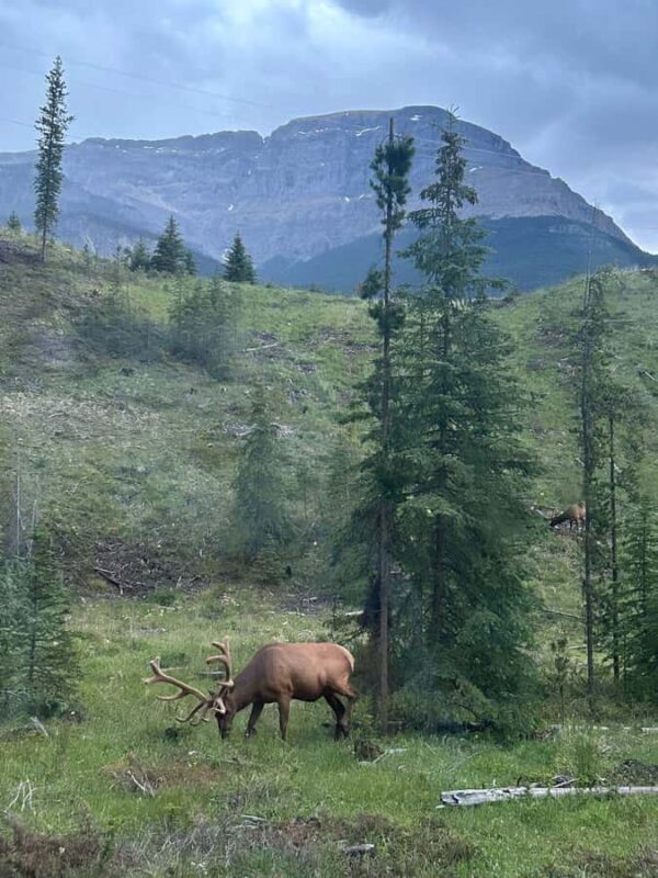 From Banff: Scenic Icefields Parkway Premium Guided Day Tour - Additional Scenic Stops and Return to Banff