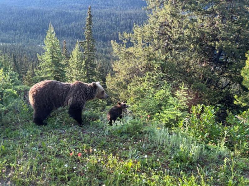 From Banff Wildlife Viewing and Top Sights with Gondola - What to Expect on This Banff Tour