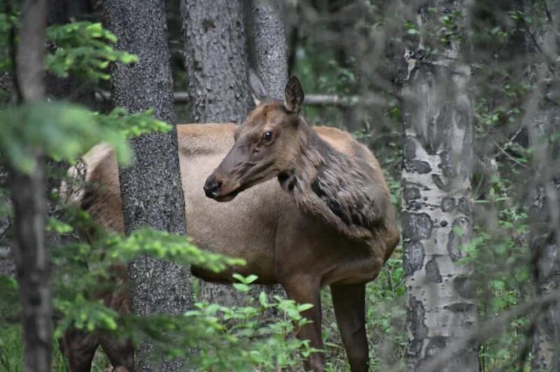 From Banff Wildlife Viewing and Top Sights with Gondola - Practical Tips for Visitors