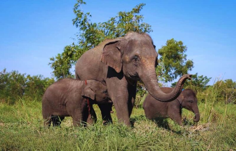 From Bangkok: Elephant Park Tour with Feeding & Mud Spa - Key Points