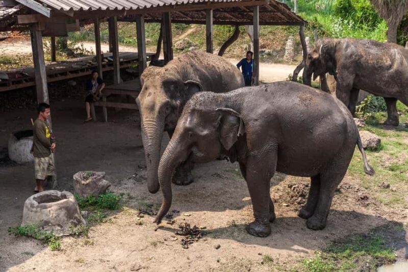 From Bangkok: Elephant Sanctuary & Kanchanaburi Tour - Starting Point and Transportation