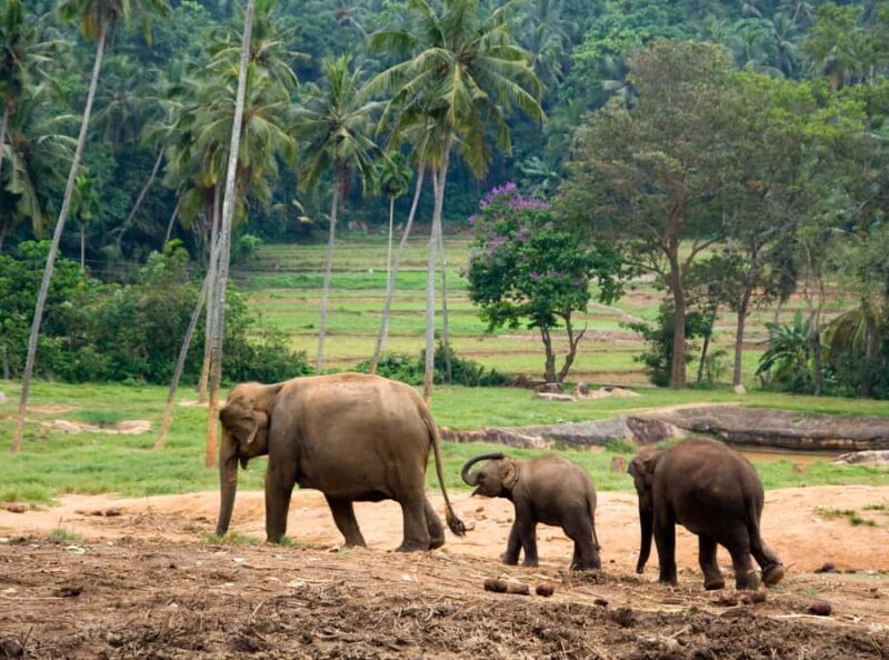 From Bangkok: Erawan Park & Elephant Feeding Private Tour - Key Points