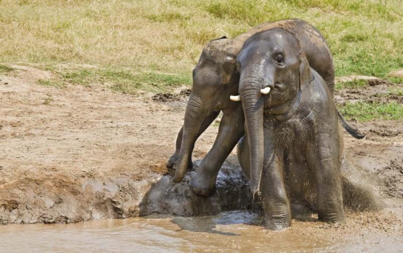 From Bangkok: Erawan Park & Elephant Feeding Private Tour - A Detailed Look at the Experience