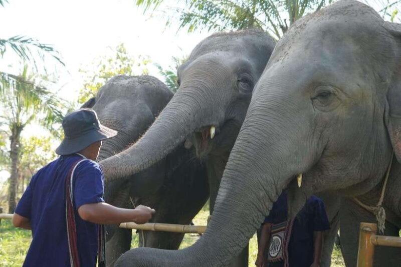 From Bangkok: Living Green Elephant Sanctuary Day Trip - Key Points