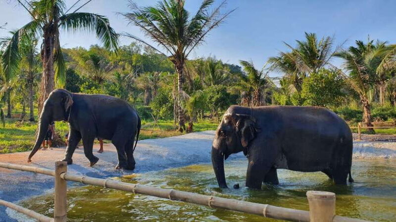 From Bangkok: Living Green Elephant Sanctuary Day Trip - An In-Depth Look at the Experience