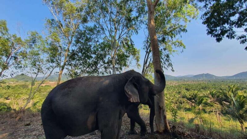 From Bangkok: Living Green Elephant Sanctuary Day Trip - Who Should Consider This Experience?