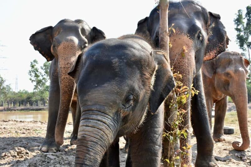 From Bangkok: Wildlife Rescue and Elephant Rescue Tour - An Overview of the Experience