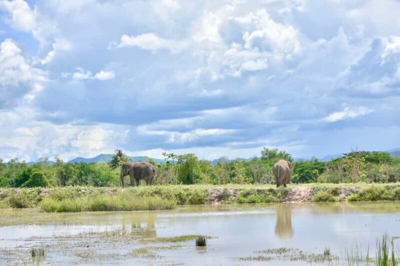 From Bangkok: Wildlife Rescue and Elephant Rescue Tour - How the Itinerary Plays Out