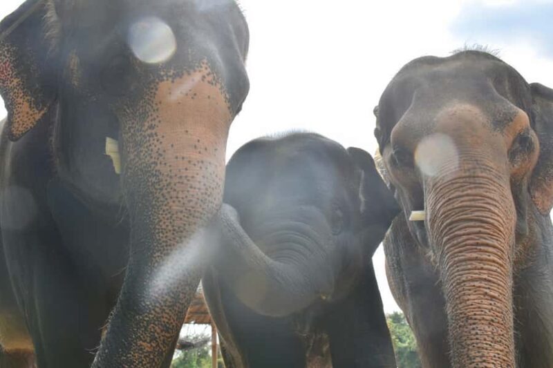 From Bangkok: Wildlife Rescue and Elephant Rescue Tour - The Reviews Tell the Real Story