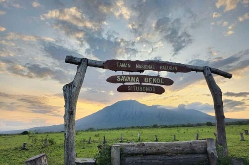 From Banyuwangi: Baluran Wildlife Safari Sunset Tour - Key Points