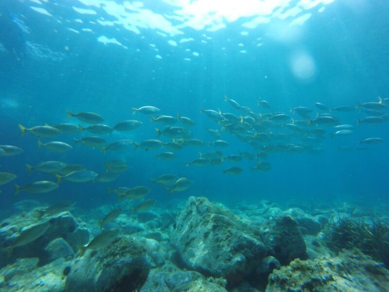 From Barcelona: Costa Brava Trails, Snorkeling & Cliff Jump - Key Points