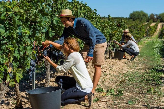 From Barcelona: El Penedès Hike & Wines - The Experience in Detail: What You Can Expect