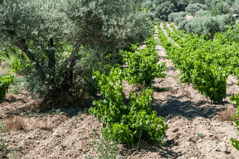 From Barcelona: Kosher Jewish Wine Tour - Who Should Consider This Tour