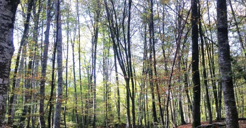 From Barcelona: Medieval Villages and Volcanic Hiking Tour - Exploring the Itinerary: What Youll Experience