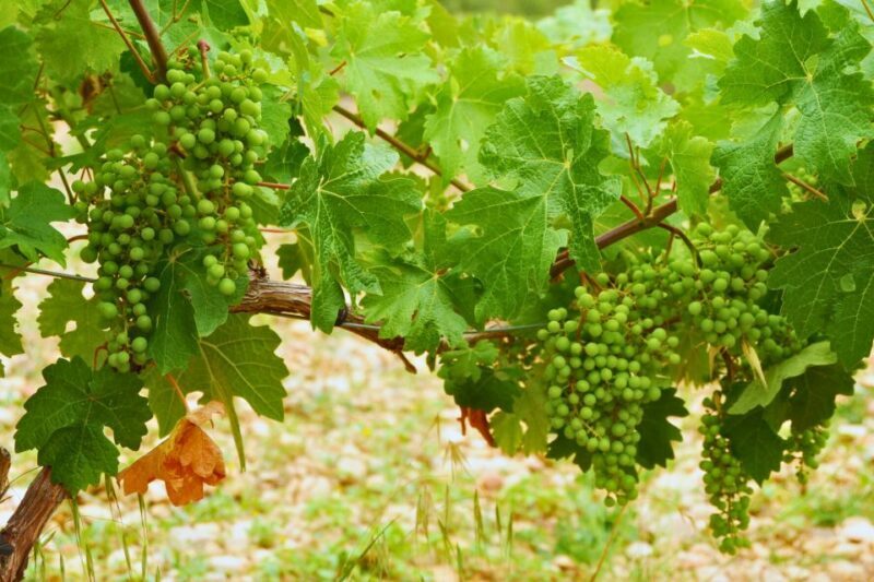From Barcelona: Priorat's Exclusive Cellars, Wines & Nature - Why This Tour Stands Out