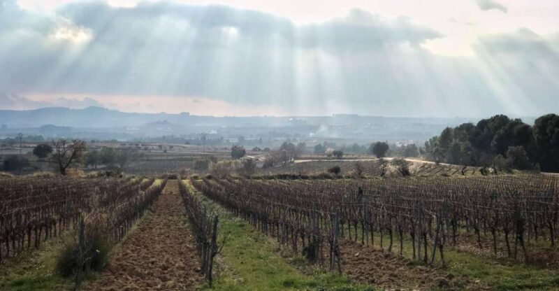 From Barcelona: Pvt Penedès Wine & Cava Tastings with Lunch - Exploring the Penedès: A Private Wine & Cava Tour from Barcelona
