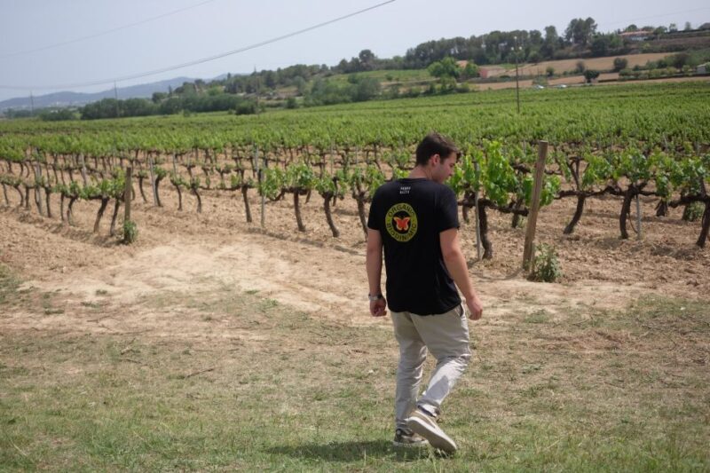 From Barcelona: Pvt Penedès Wine & Cava Tastings with Lunch - Visiting the Boutique Wineries