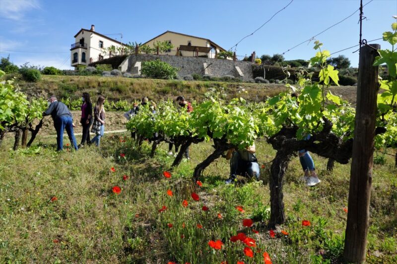 From Barcelona: Sailing and E-bike Winery Tour with Tastings - A Closer Look at the Tour Experience