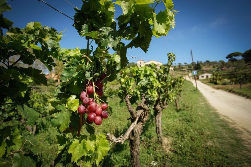 From Barcelona: Sailing and Wine Tasting Experience - Key Points
