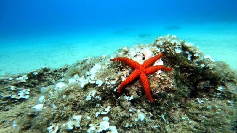 From Barcelona: Tossa de Mar Scuba Diving and 3-Course Meal - Comprehensive review of the Tossa de Mar Scuba Diving and 3-Course Meal Tour from Barcelona