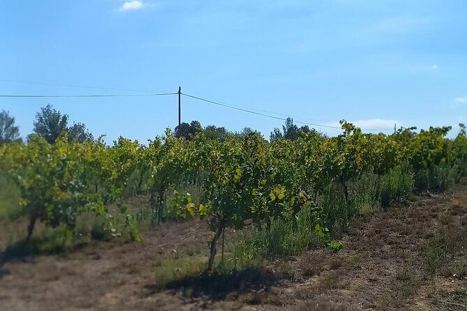 From Barcelona Wine Tasting in 2 Priorat Wineries and Food - Who This Tour Is Perfect For