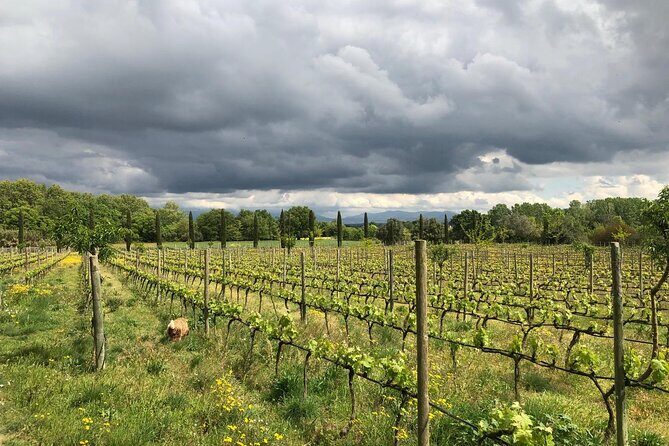 From Barcelona Wine Tasting in 2 Priorat Wineries and Food - FAQ
