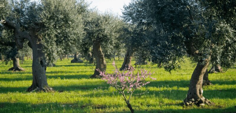 From Bari: 6-Day Puglia and Matera Tour with Accomodation - FAQs