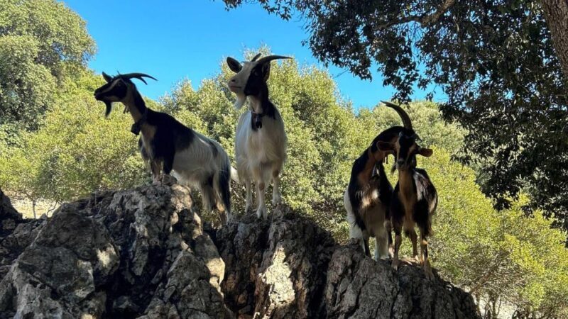 From Baunei: buggy tour to Punta Salinas - From Baunei: Buggy Tour to Punta Salinas – An Adventure in Sardinia’s Wild Side