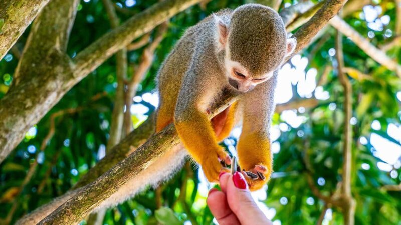 From Bayahibe: Half Day Monkeyland Safari - Key Points