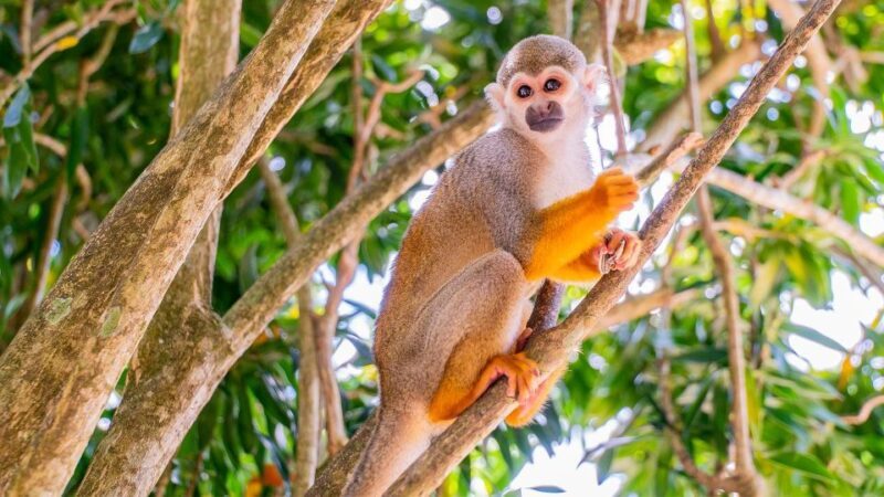 From Bayahibe: Half Day Monkeyland Safari - What Could Be Better?