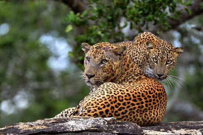 From Beach Hotels: Yala National Park Safari with Campsite Lunch - Key Points