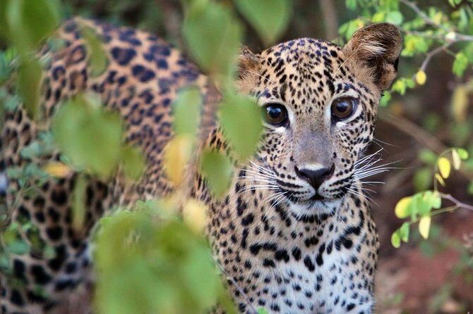 From Beach Hotels: Yala National Park Safari with Campsite Lunch - FAQ