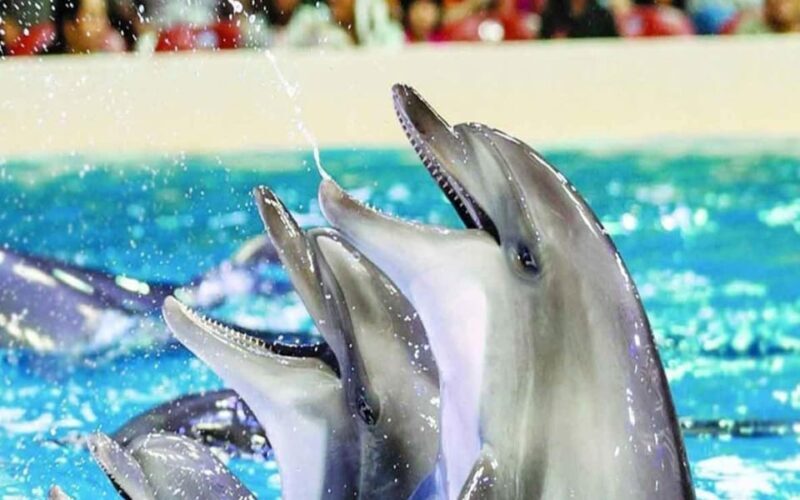From Belek: Dolphin Show with Transfers - The Itinerary in Detail