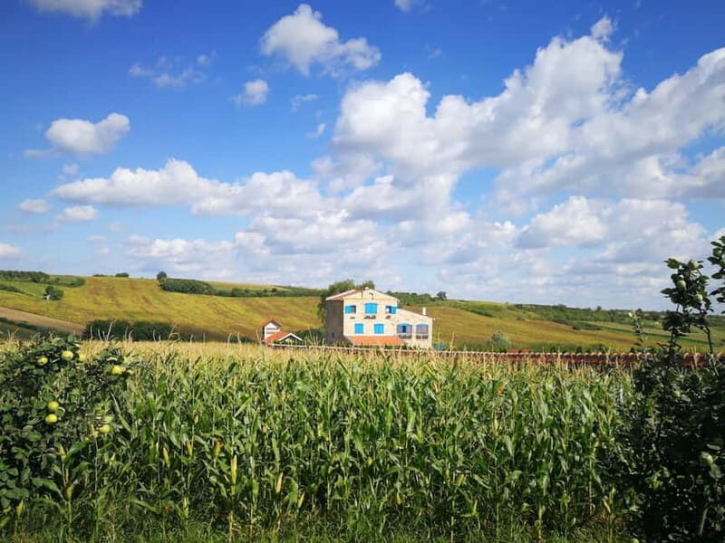 From Belgrade: Novi Sad & Fruska gora & winery and monastery - Worth the Price? Analyzing the Value
