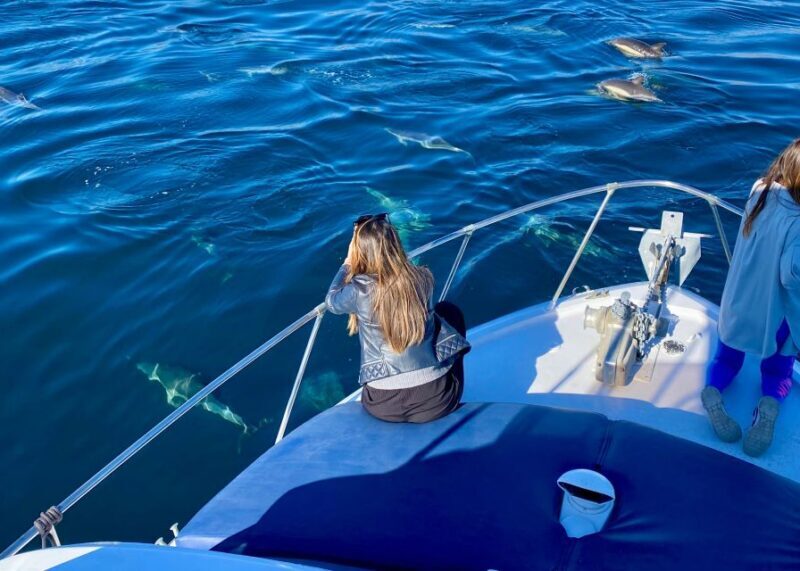 From Benalmádena & Torremolinos: Dolphin Watch Boat Trip - Key Points