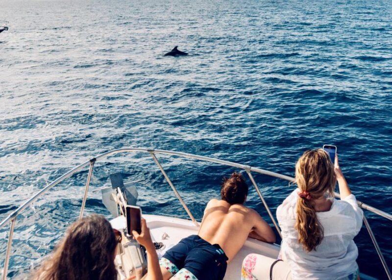 From Benalmádena & Torremolinos: Dolphin Watch Boat Trip - A Well-Balanced, Authentic Coastal Experience