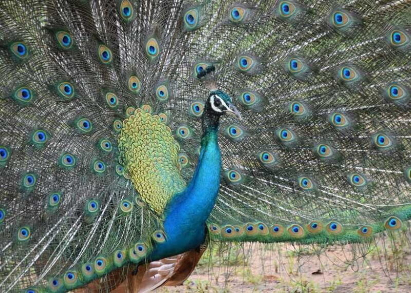 From Bentota: Elephant Transit Camp and Udawalawe Safari - The Sum Up