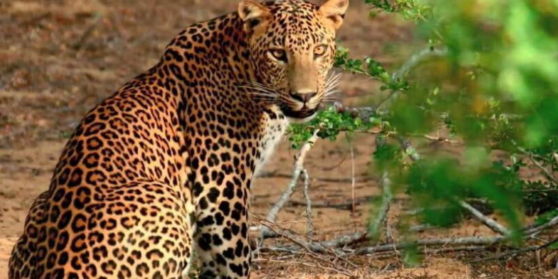 From Bentota: Full-Day Yala National Park Safari Tour - An In-Depth Look at the Full-Day Yala Safari
