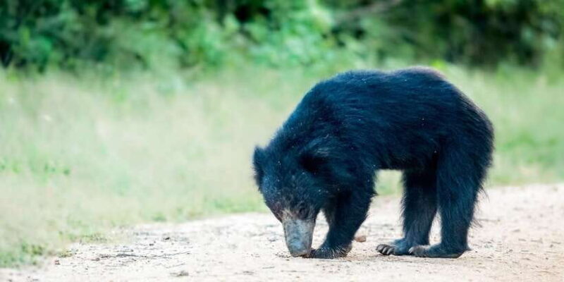 From Bentota: Full-Day Yala National Park Safari Tour - What’s Included and What’s Not