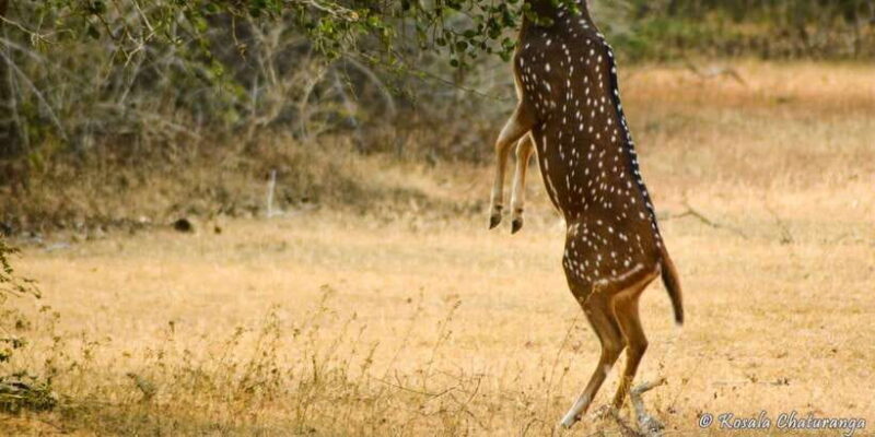 From Bentota: Full-Day Yala National Park Safari Tour - The Sum Up