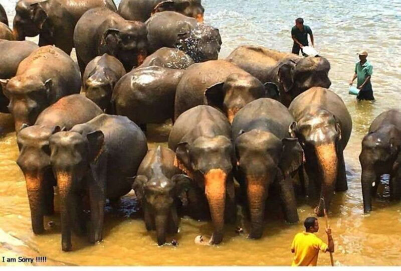From Bentota/Kalutara: Magical Journey to Kandy & Pinnawala - Frequently Asked Questions