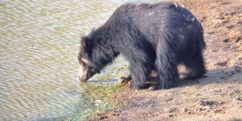 From Bentota /Kalutara : Yala National Park Safari Jeep Tour - Final Thoughts